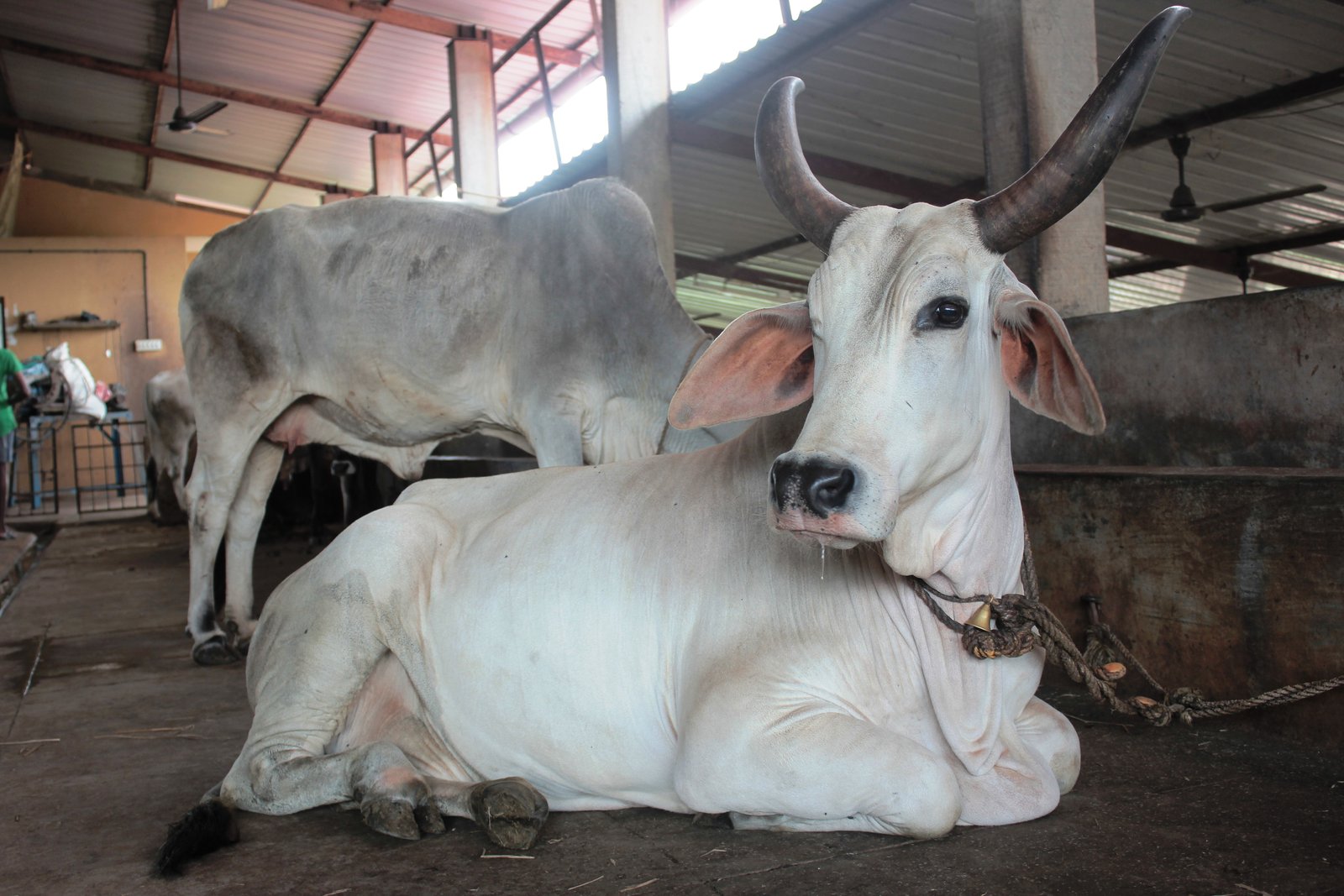 Kankrej Breed - Save Indian Cows | Save Cows | Donate to Save Cows