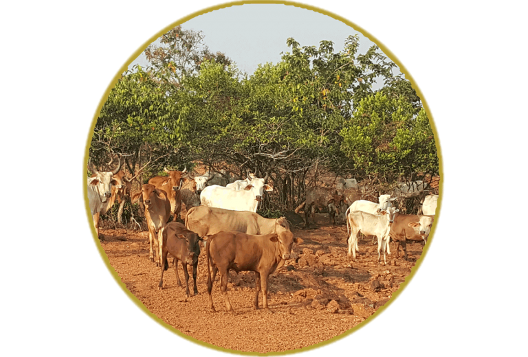 Surabhivana Gaushala | Cow Shelter House | Animal Charity