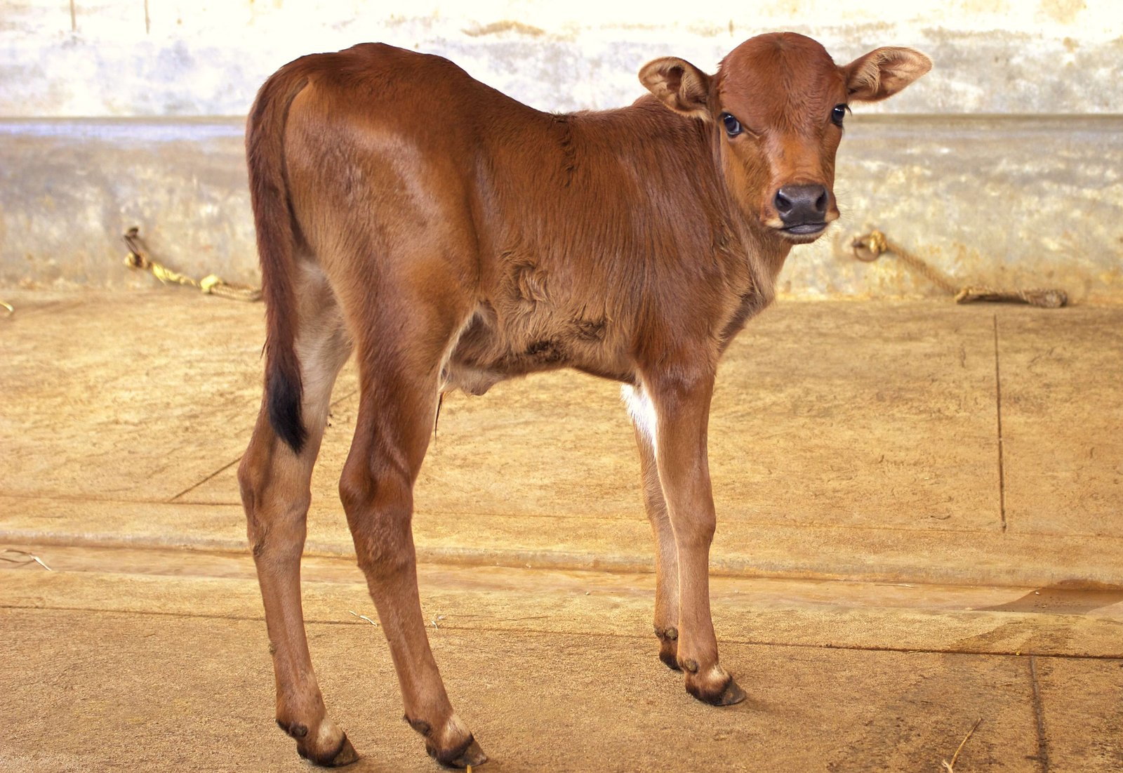 Indian Cow With Calf Images