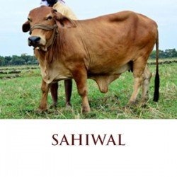 Sahiwal – Best Indian Cow Breed - Surabhivana Gaushala | Donate To Feed ...