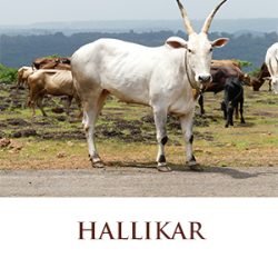 Types of cows in India