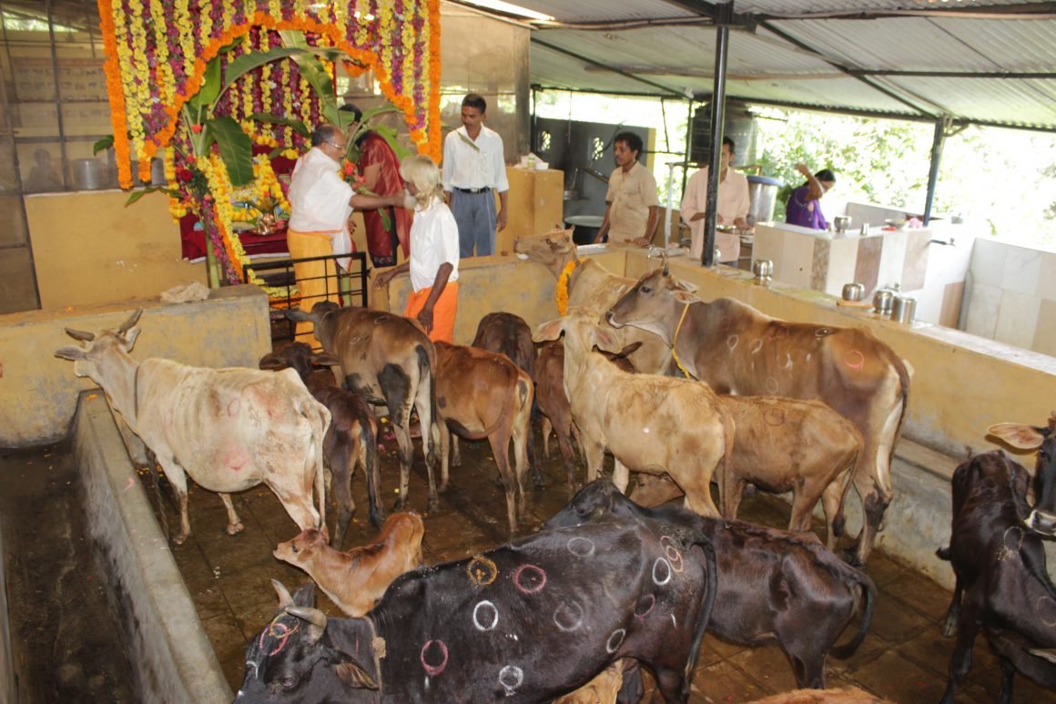 What is the importance of Cow Worship? How is it relevant today?