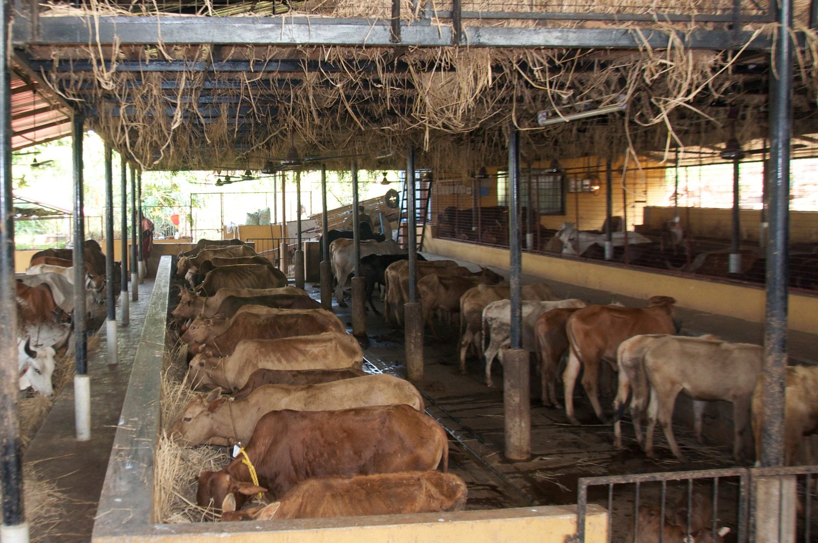 Cow Shed Shelter At Surabhivana Save Indian Cows Save Cows Donate