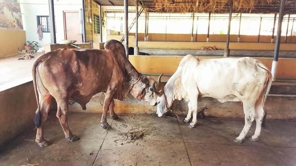 Indian cow breeds – Scientific and Cultural Evidence