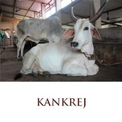 Kankrej - The best Indian cow for sale
