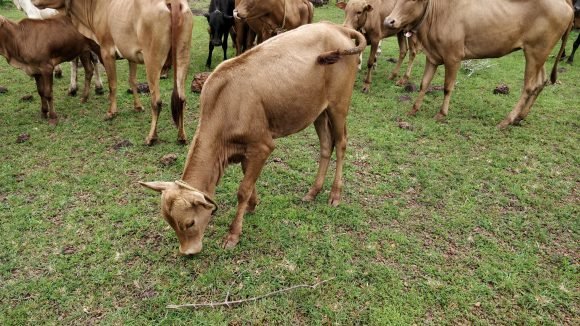 Indian Cow Breeds, Importance and their role in Hinduism.