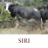 Siri - Save Indian Cows | Save Cows | Donate to Save Cows