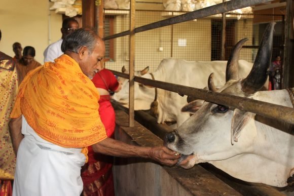 Front Page - Surabhivana Gaushala | Donate To Feed And Save Cows | Non ...