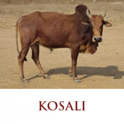 Kosali - Surabhivana Gaushala | Donate To Feed And Save Cows | Non ...