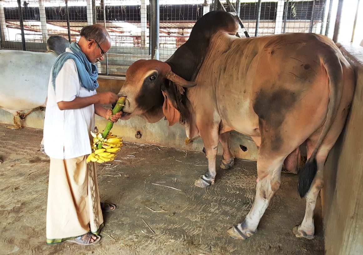 What is Brahman breed?
