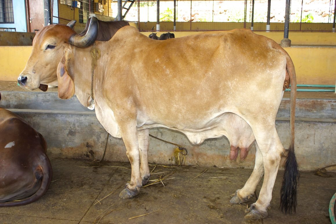 Indian Dairy Breeds - Surabhivana Gaushala | Donate To Feed And Save ...