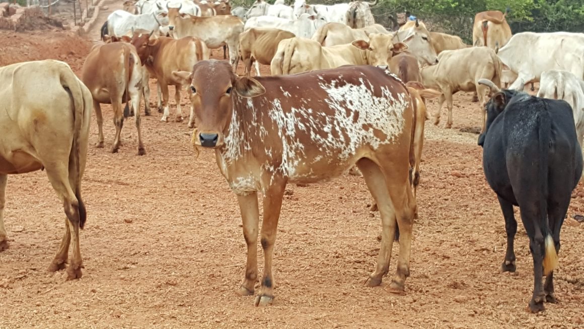 Cowpathy - An alternative medicine - Save Indian Cows | Save Cows ...