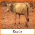 Indian Cows - Surabhivana Gaushala | Donate To Feed And Save Cows | Non ...