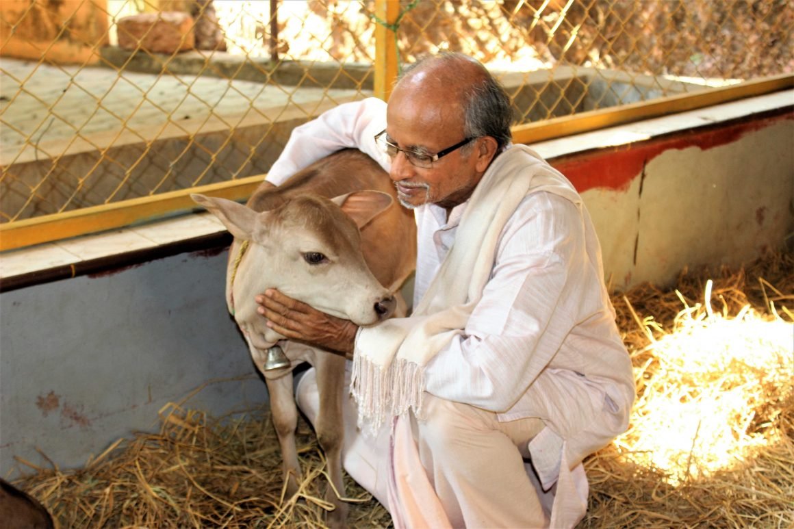 Goshala - Surabhivana Gaushala | Donate To Feed And Save Cows | Non ...