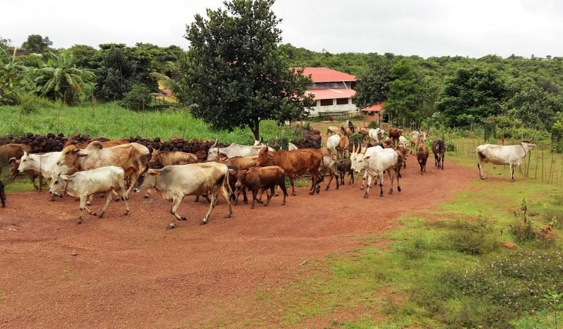 Goshala - Save Indian Cows | Save Cows | Donate to Save Cows