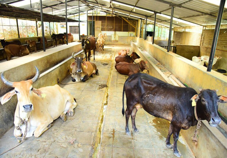 Surabhivana Gaushala | Cow Shelter House | Animal Charity