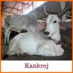 Indian Cows - Surabhivana Gaushala | Donate To Feed And Save Cows | Non ...