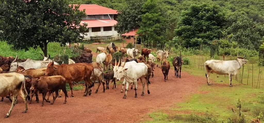 Surabhivana Goshala | Cow Shelter | Donate to Adopt a Cow